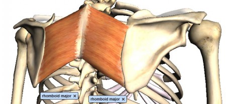 rombick velk.jpg :: Trénink pro každého